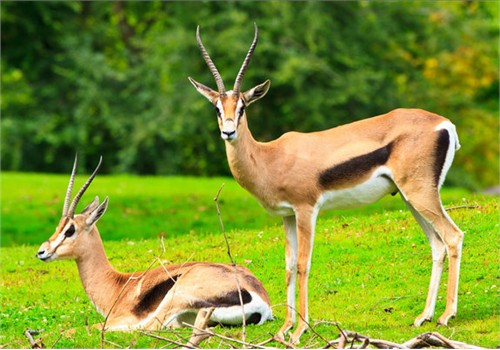 Phi độ linh dương